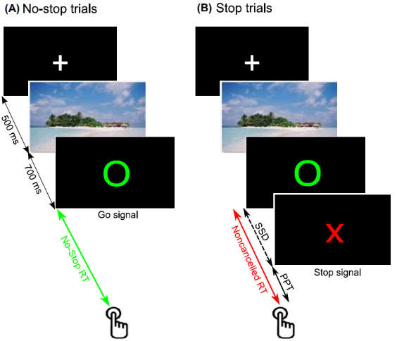 Research areas – Centre of Behavioural and Cognitive Sciences (CBCS)